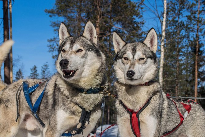 Lapland Reindeer and Husky Safari From Rovaniemi - Customer Reviews and Feedback