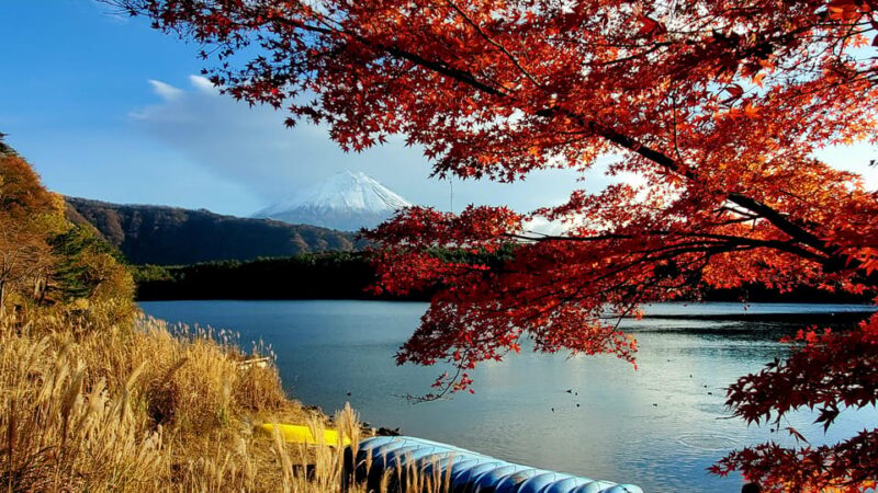 Mt Fuji & Hakone Tour Bullet Train Return GREEN NUMBER PLATE - Tour Experience