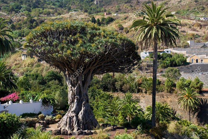 Mt. Teide and Masca Valley Tour in Tenerife - Feedback and Reviews