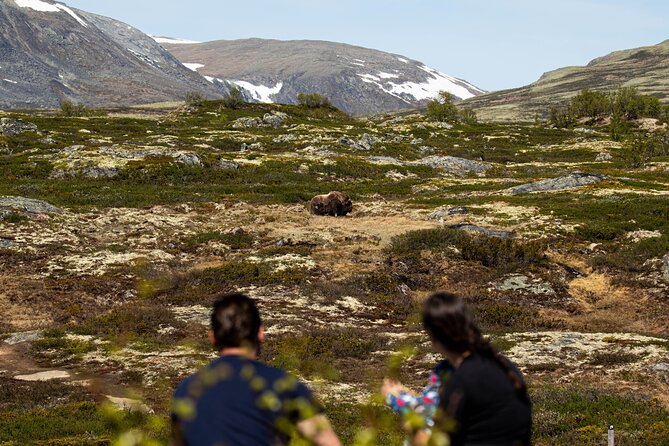 Muskox Safari From Hjerkinn | Dovre & Lesja Aktiv - Guided Tour Advantages