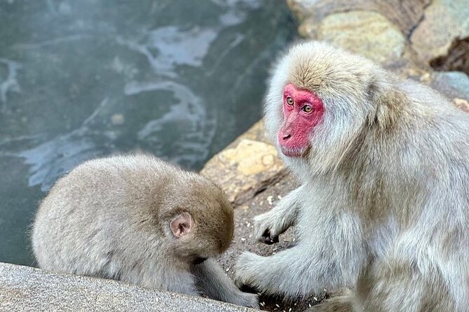 Nagano: Snow Monkey and Zenkoji Temple Free Sake Taste Day Tour - Meeting and Pickup Details
