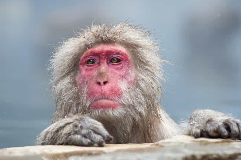 Nagano: Snow Monkeys, Zenkoji Temple & Sake Customized Trip - Zenko-ji Temple
