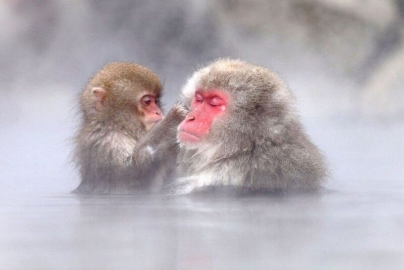Nagano: Snow Monkeys, Zenkoji Temple & Sake Day Trip - Visiting Zenko-ji Temple
