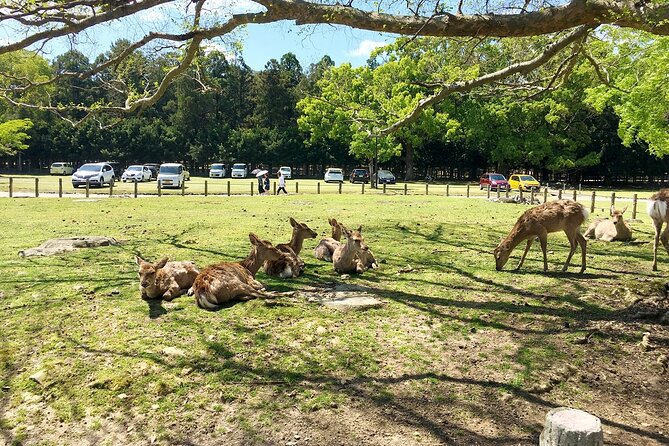 Nara Half-Day Bus Tour From Kyoto - Important Information and Policies