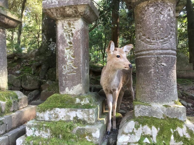 Nara: Half-Day Private Guided Tour - Pickup and Drop-off Locations