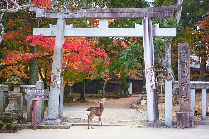 Nara Private Customizable Full Day Tour - Booking and Cancellation Policy
