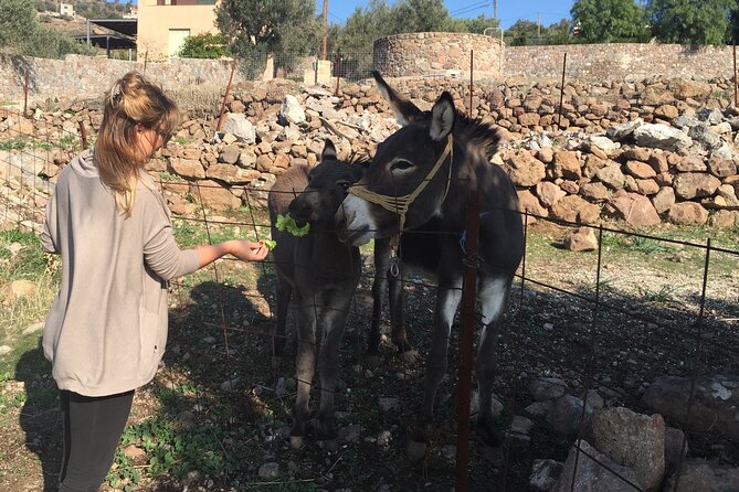 Naxos Villages Food Tour - Traveler Feedback and Highlights