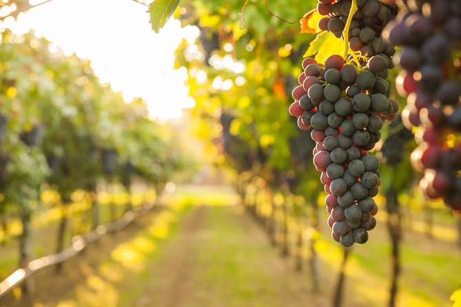 Nemea - Wine Tasting From Nafplion - Winery Visits and Wine Tasting