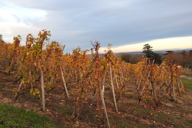 Northern Rhône Valley From Lyon to Hermitage Full Day - Transportation and Logistics