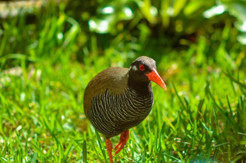 Okinawa: Full-Day Bus Tour to Yanbaru National Park - Inclusions and Exclusions