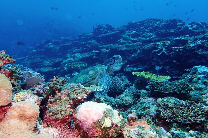 Okinawa Ishigaki Phantom Island and Blue Cave Snorkeling - Pickup Service and Confirmation