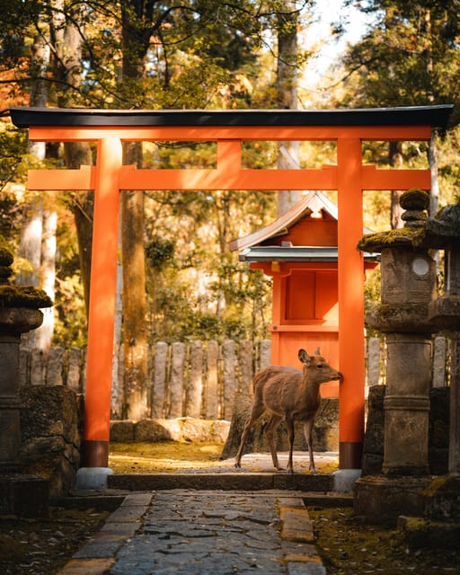 Osaka, Nara and Kyoto Day Trip With English Speaking Driver - Transportation and Driver Information