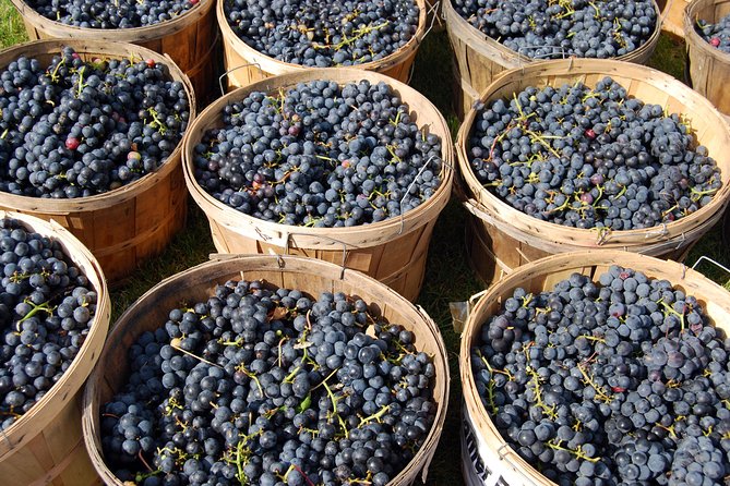 Pompeii, Vesuvius, Wine Tasting and Light Lunch All Inclusive - Wine Tasting at a Local Vineyard