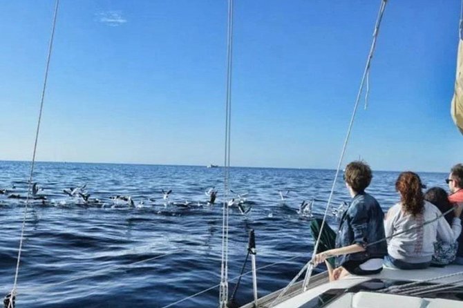 Premium All Inclusive Whale & Dolphin Watching Experience - Small-Group Tour With Luxury Perks