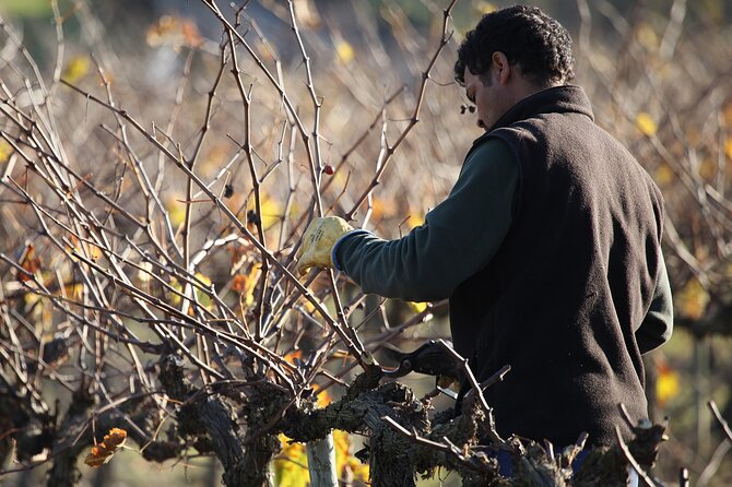 Private Champagne Day Trip to Vineyards of Reims With French Lunch From Paris - Guide Experiences