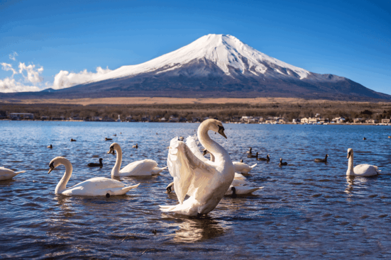 Private Charter Car One Day Trip for Mt Fuji - Notable Attractions