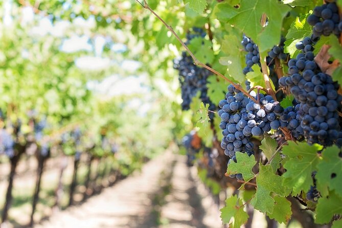 Private Day Trip to Kakheti Wine Region Including Wine Tasting - Meeting and Pickup