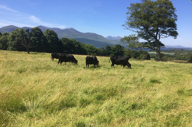 Private Killarney Tour - Personalized Service With a Private Guide