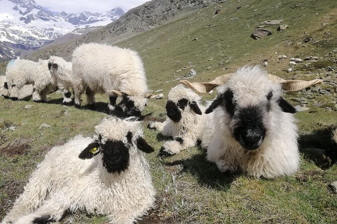 Private Mt. Gornergrat and Zermatt Tour - Unparalleled Views of the Matterhorn