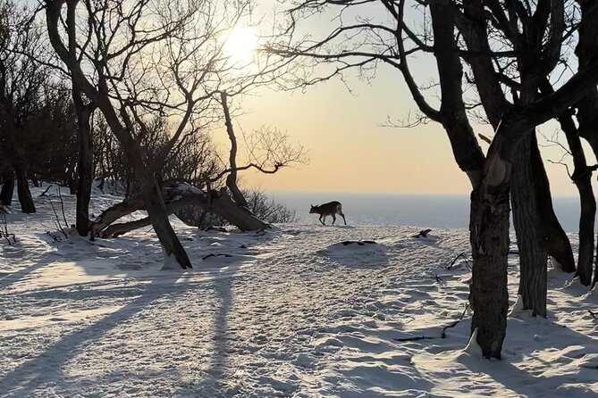 Private Snow Shoe Tour in Shiretoko National Park - Additional Amenities