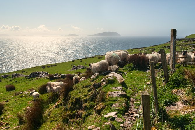 Private Tour: Dingle Peninsula From Kerry. Waterville, Tralee Etc - Traversing the Famous Connor Pass