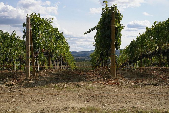 Private Tour to Siena and San Gimignano With Wine Tasting & Lunch - Customer Feedback and Ratings