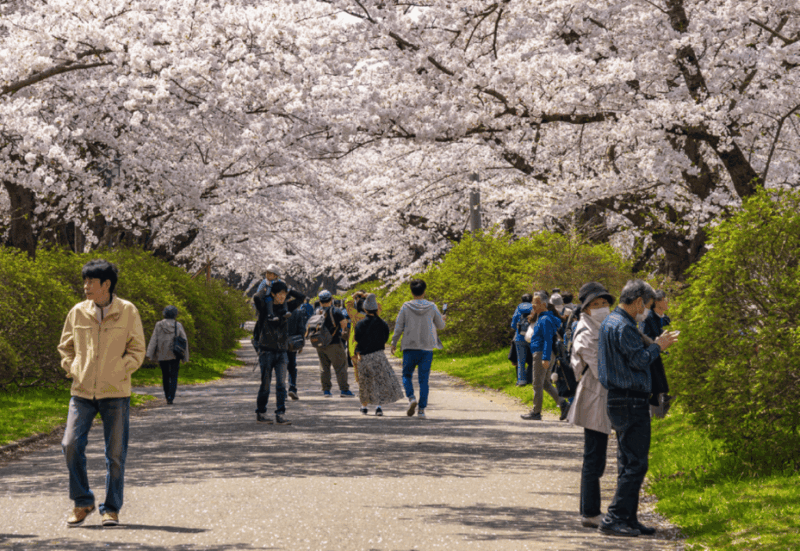 Private & Unique Hiroshima Cherry Blossom Sakura Experience - Idyllic Riverside Viewing