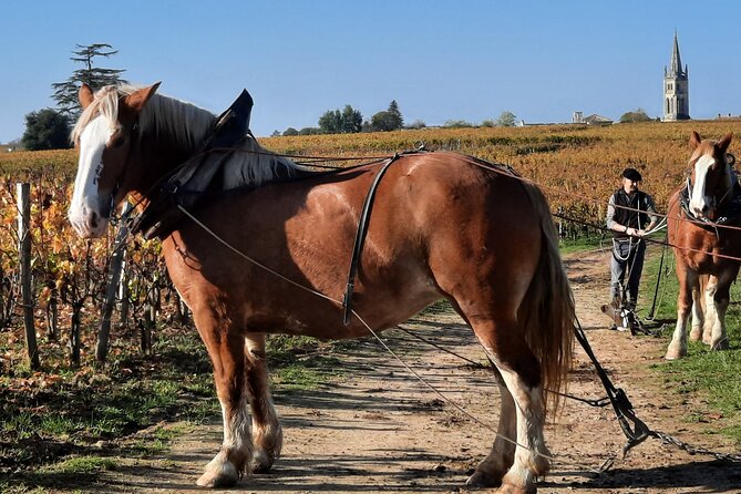 Private Wine Lovers - Super St Emilion - Behind the Scenes Visits Top Chateaux and Medieval Town - Customer Reviews and Ratings