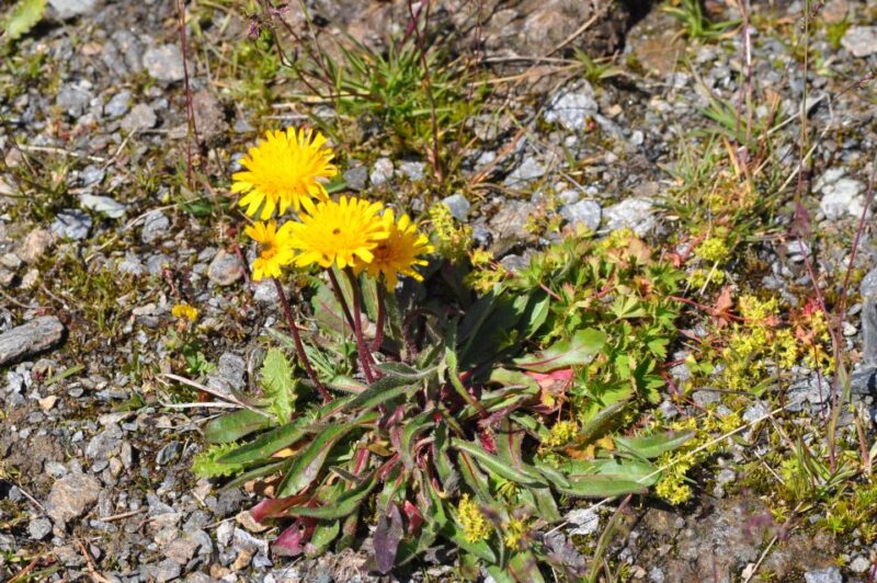 RARE PLANTS IN AOSTA VALLEY - Exploring the Flowering Phenology