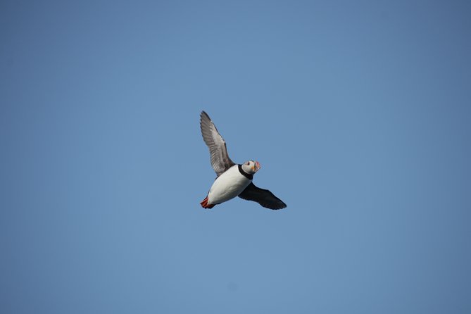 Reykjavik Shore Excursion: Puffin Sightseeing Cruise - Inclusions and What to Expect
