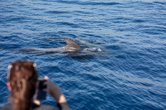 Royal Delfin - 2Hour Sustainable Dolphin & Whale Watching Mini Cruise - Sustainability and Conservation Efforts