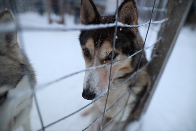 Santa Claus Village, Husky and Reindeers Combo Safari - Guide and Staffing