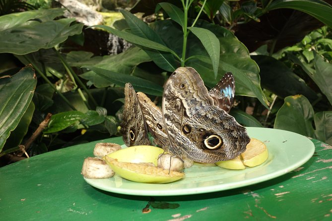 Schmetterlinghaus - Imperial Butterfly House Vienna Admission Ticket - Visitor Feedback