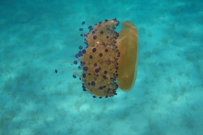 Scuba Diving in Naxos by Bluefindivers - Dive in Greece - Amazing Diving Spots - Included Features and Amenities