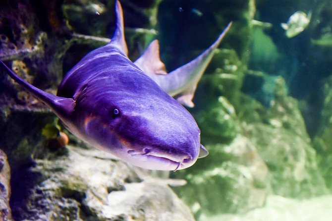 SEA LIFE Brighton Admission Ticket - Rainforest Zone Exploration
