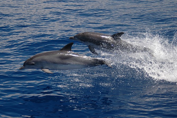 Seaborn Catamaran Trips Review: Adventure Awaits - Wildlife Sightings