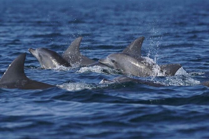 Side: Dolphin Island Boat Tour With Foam Party and Lunch - Delicious Lunch Options