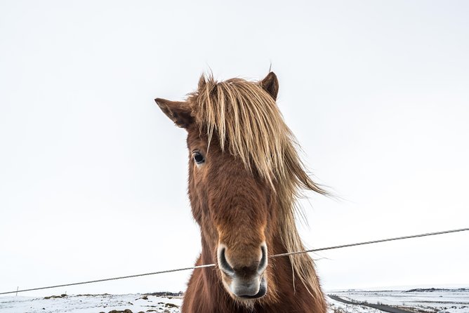 Small-Group Golden Circle Full-Day Tour From Reykjavik - Pickup Locations