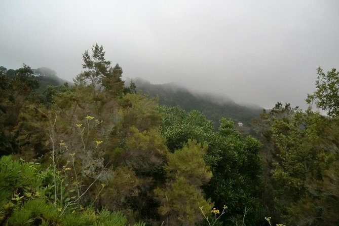 Small Group Guided Hiking in Anaga Rural Park in Tenerife - Discovering Diverse Plant Life