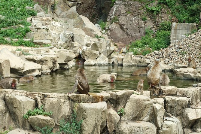 Snow Monkey in Jigokudani Yaen-koen & Obuse Town - Tour Duration and Booking Details