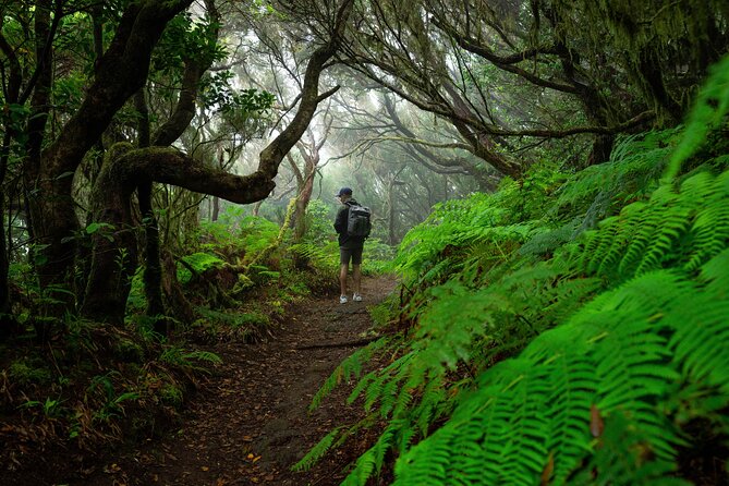 Tenerife Wonder Walk - What to Expect During the Tour