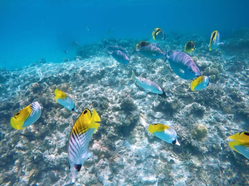 Tokashiki 1 Day 1 Beach (Or 2 Beach With Snorkeling Option) - Inclusions