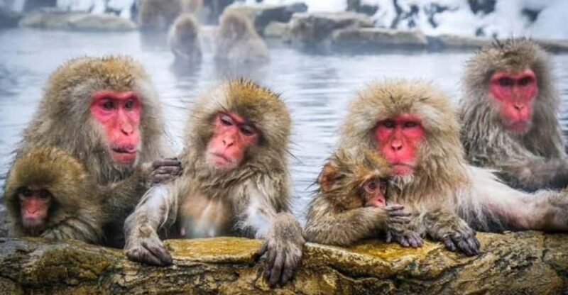 Tokyo To Nagano (Snow Monkey Zenkoji Temple Private Tour) - Transportation and Driver