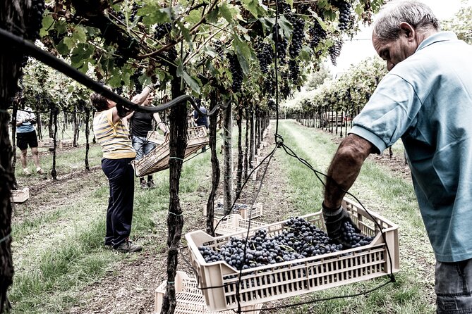 Valpolicella Wine Tasting Experience & Light Lunch - Experience Highlights