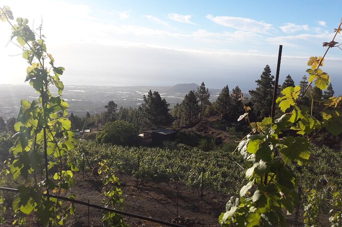 Visit to Arafo Mountain Vineyard and Organic Wine Tasting - A Glimpse Into Organic Winemaking