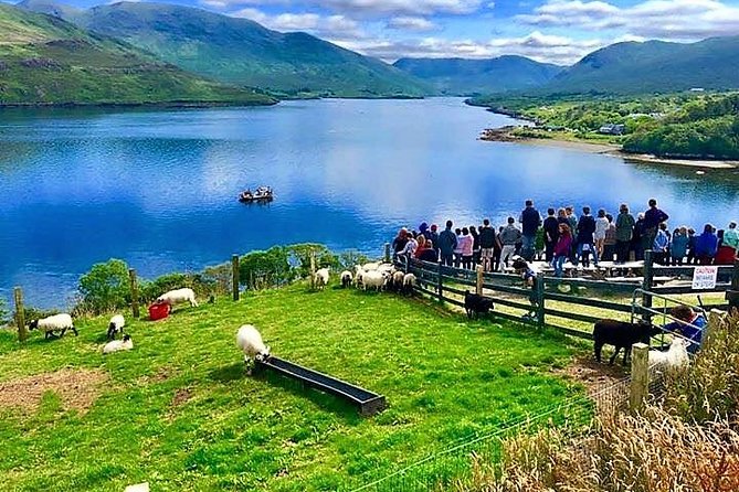 Visit Traditional Working Sheep Farm & Sheepdog Demo. Galway. Guided. 1 ½ Hours. - Meeting and Accessibility Information
