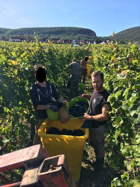 Vœgtlinshoffen: Alsace Wine Tasting - Wine Tasting Selection and Specialties