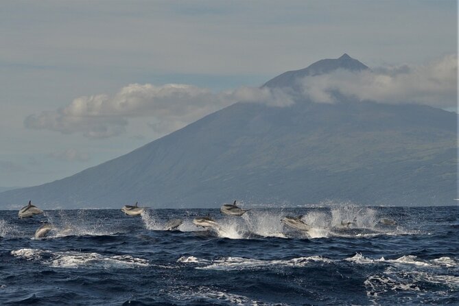 Whale and Dolphin Watching in Pico Island - Half Day - Safety and Accessibility