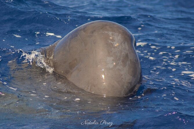 Whale Watching Activity in North Coast - Pricing and Traveler Reviews