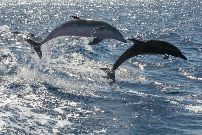 Whale Watching Catamaran in Costa Adeje (Including Drinks & Sandwich) - Meeting and Pickup Details